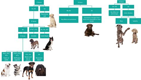 Dog Coat Color Genetic Tests Animalabs©