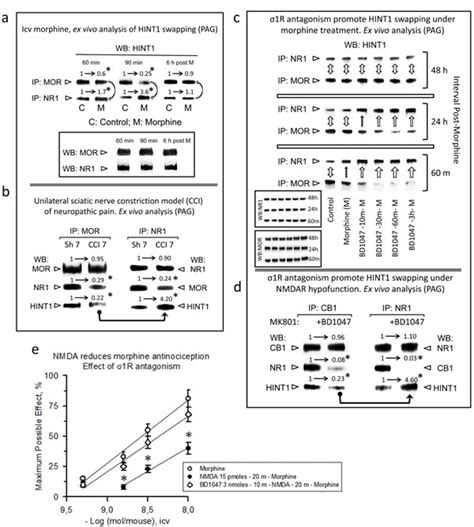 The Onoff Switch σ1r Hint1 Protein Controls Gpcr Nmda Receptor Cross