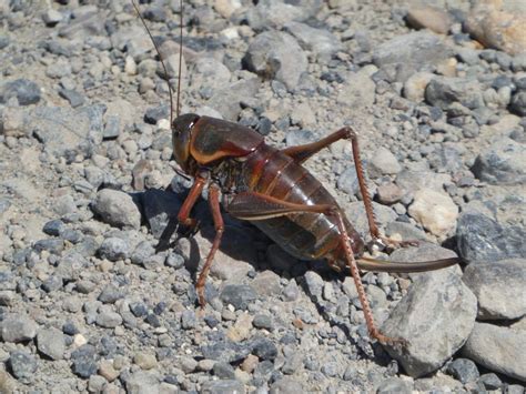 Nature Notesthe Invasion Of The Crickets