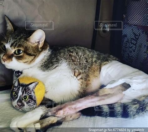 下半身不随猫の写真・画像素材 6774824 Snapmart（スナップマート）
