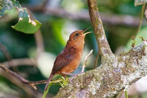 Six New Endemic Bird Species Recognized In The Region Dominica News