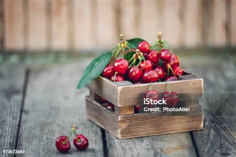 빈티지 나무 상자에서 잎이 소박한 나무 테이블에 체리 공간 복사 체리에 대한 스톡 사진 및 기타 이미지 체리 나무 상자