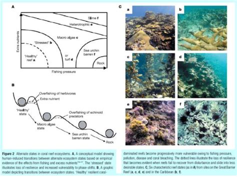 Coral To Macroalgae Phase Shifts Experiment