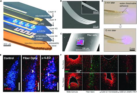 Flexible Multimodal Neural Probes For Minimally Invasive Optogenetics Download Scientific