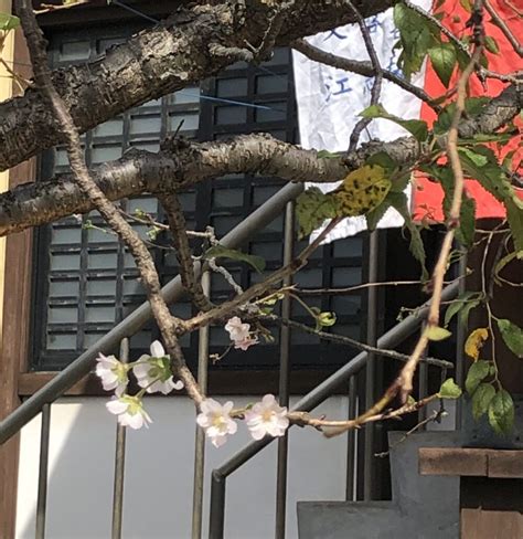 池上本門寺のお会式が開催されました！ 大田区でリフォームのご相談ならケイワン・リフォームまでご相談ください
