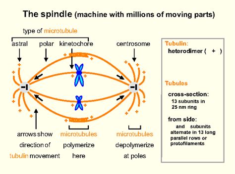 Cell Cycle Mitosis And Meiosis