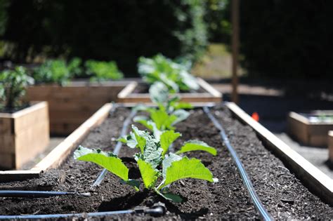 Drip Irrigation Q A Seattle Urban Farm Company Garden Trellises And