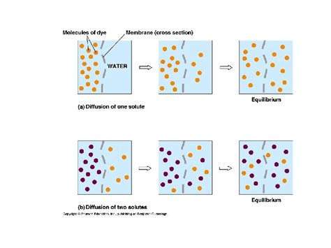 Cell Membrane And Diffusion Diffusion Demo What