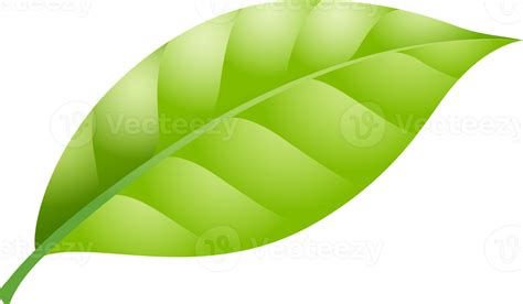 Símbolo De Folha Verde 19051607 Png