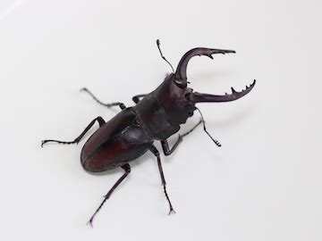 ノコギリクワガタ