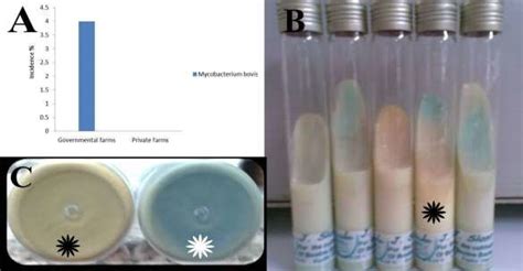 A Incidence Of Mycobacterium Bovis Among Raw Cow Milk Samples As Download Scientific Diagram