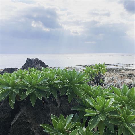 沖縄 一棟貸し Feel Connect Retreat Villa Home