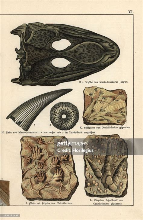 Skull And Tooth Of Extinct Temnospondyl Amphibian Mastodonsaurus