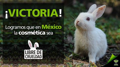 Senado Avala Prohibir La Experimentación En Animales Para La Industria