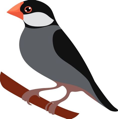 Cute Java Sparrow Bird Standing Side View Vector Image