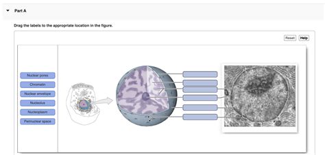 Solved Drag The Labels To The Appropriate Location In The Chegg