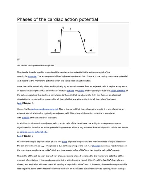 Action Potential Phases