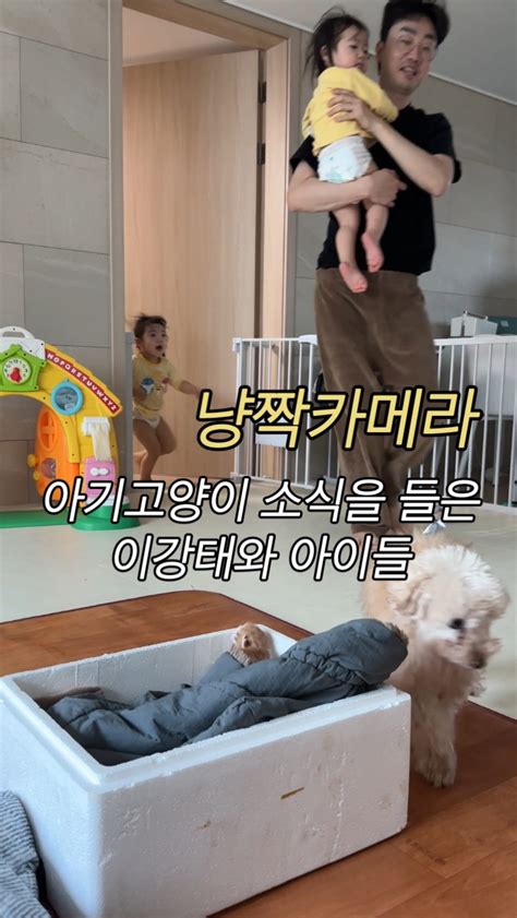 K아빠 이강태 냥짝 카메라 K 아빠 와 아기 임보중 코숏 아기고양이 고양이입양 Instagram