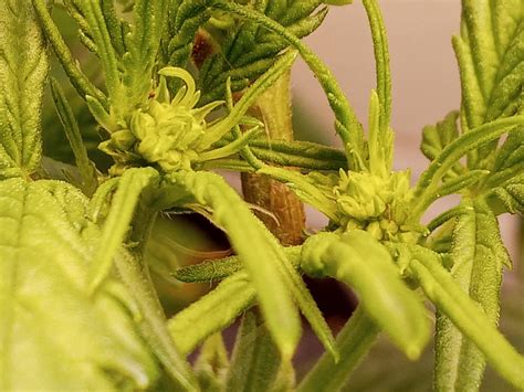 Successful Sex Change XD R GrowBuddy