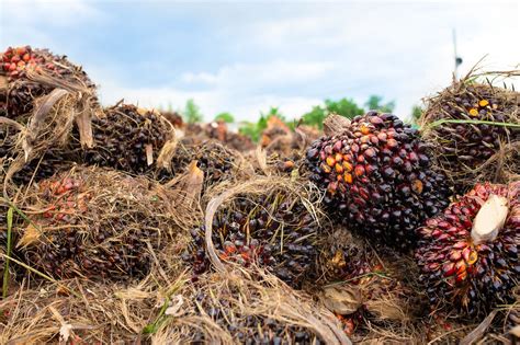 Palm Kernel Expeller PKE Longma Import Export Sdn Bhd