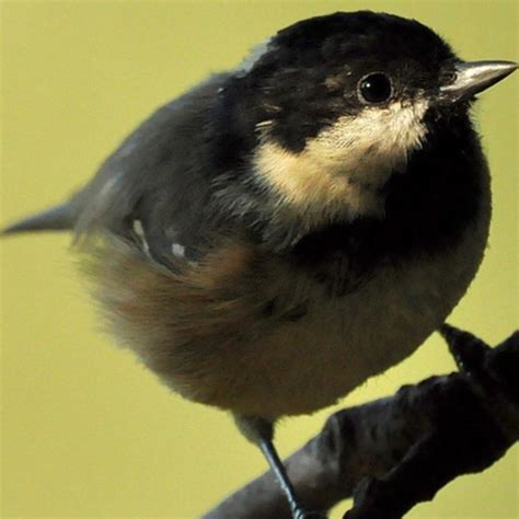 How To Use The Bird Feeder Object Detection Api