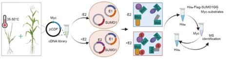 生命科学学院阳成伟赖建彬团队发表植物蛋白质sumo化鉴定新方法 科研进展 华南师范大学生命科学学院