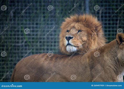 Lion And Lioness At Cornwall Zoo Stock Image Image Of Lioness