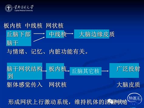 颅脑解剖 间脑 脑医汇
