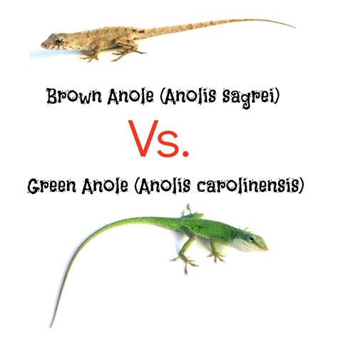 Green Anole Vs Brown Anole Anole Green Brown