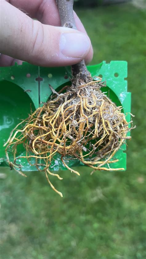 Whats Wrong With Fig Rfigs