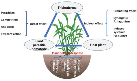 Frontiers Trichoderma And Its Role In Biological Control Of Plant Fungal And Nematode Disease