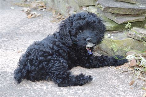 Dog Basket For Bike Cockapoo At Michael Lefroy Blog
