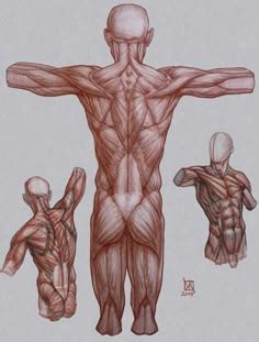 How To Draw Human Muscle Anatomy