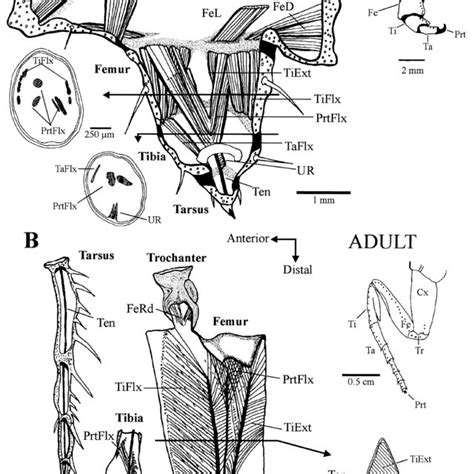 A B Camera Lucida Drawings Of The Larval And Adult Prothoracic Leg