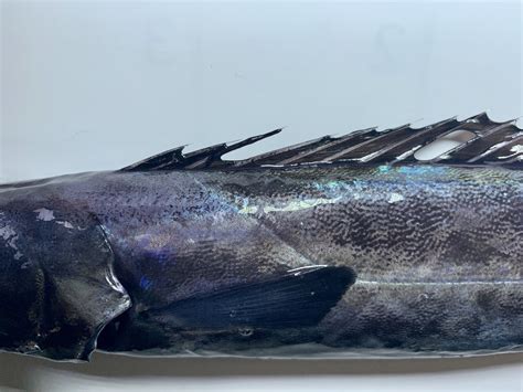 クロシビカマス 2020 06 27 WEB魚図鑑