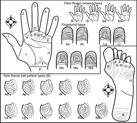 Partition And Classification Of Dermatoglyph Solid Lines Are Creases
