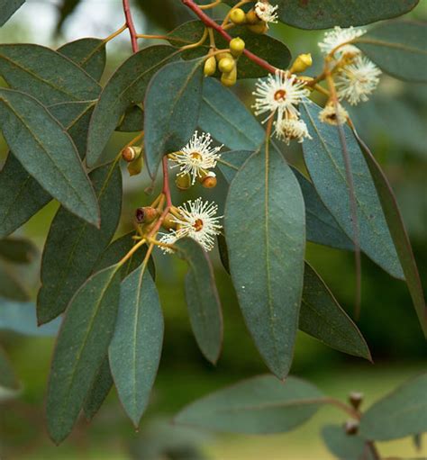 Eukalyptus | Palmentraum