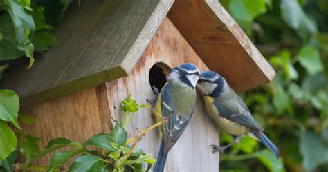 How Big Should A Bird Nesting Box Hole Be Birdfy