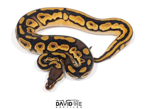 Jual Ball Python Ular Ball Python Harga Ball Python Albino Ball
