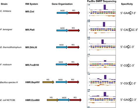 Identification Of Six Type III Restriction Modification RM Systems