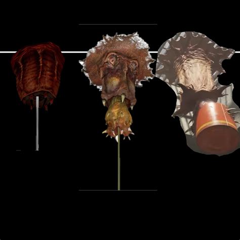 Barnacle Half Life