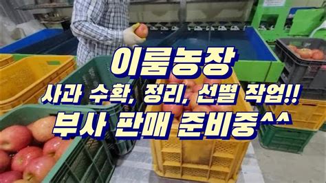이룸농장 사과 수확 정리 크기 선별 부사 판매 준비중 곧 네이버 스토어에서 만나요♡ Youtube