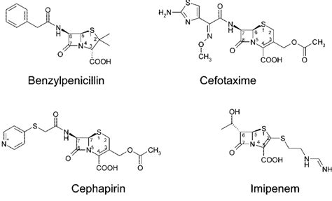 Chemical Structures Of The Lactam Substrates Used Download