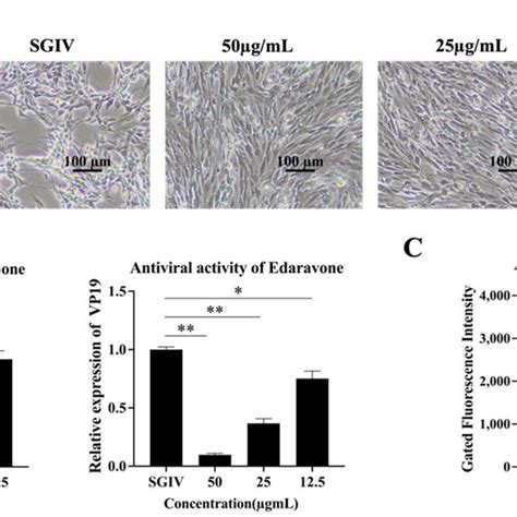 Inhibition Effects Of Edaravone On Sgiv Infection A Cell Morphology