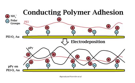 Research Spotlight Conducting Polymer And Gold Electrode Adhesion Harrick Plasma