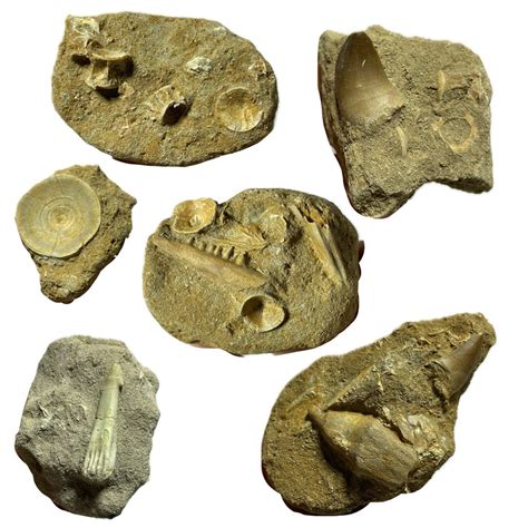 Ancient Fossilized Bones On Matrix Authentic Teeth And Bone Fossils Rare Prehistoric