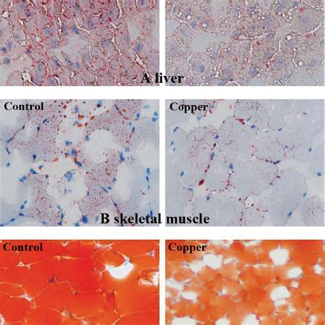 Pdf Effect Of Dietary Copper Addition On Lipid Metabolism In Rabbits