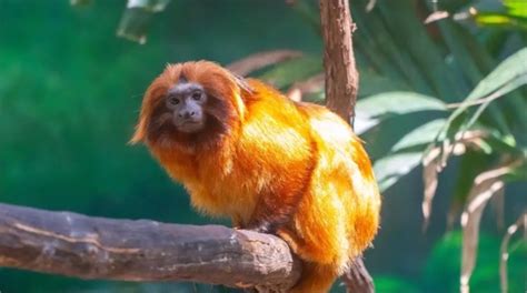 13 Animal Species Saved From Extinction Follow Me Here