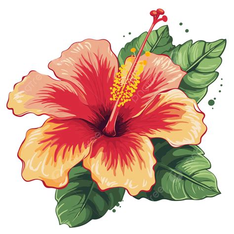 Hibiscus Drawing Clipart Png Vector Psd And Clipart With 41 Off