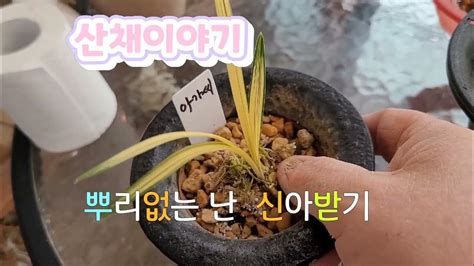 뿌리없는 난초도 수태로 감싸서 배양하면 신아가 나오더라구요 😅 Youtube